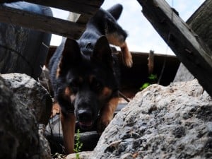 Disaster Dogs | Tactical Police K9 Training