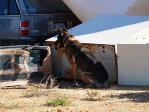 Cadaver Dogs | Police & Military K9 Sales and Training