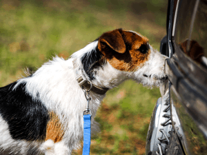 Bomb Detection Dogs - Police & Military K9 Sales and Training