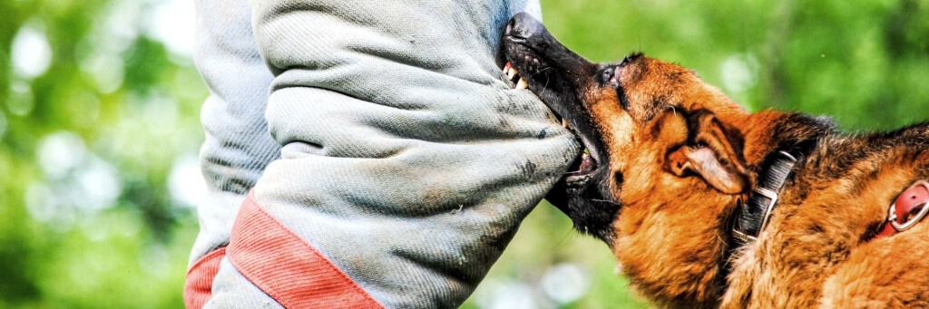 10 Popular Dog Breeds Used In Police K9 Work | Tactical Police K9 Training