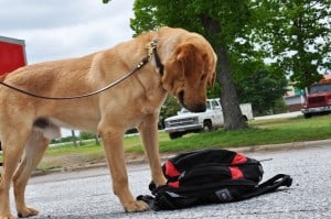 Labrador Retriever | Tactical Police K9 Training