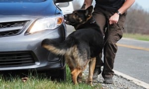 Police K9 Dog Handler Courses - K9 Handler School Training