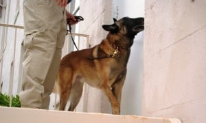 Police K9 Dog Handler Courses - K9 Handler School Training