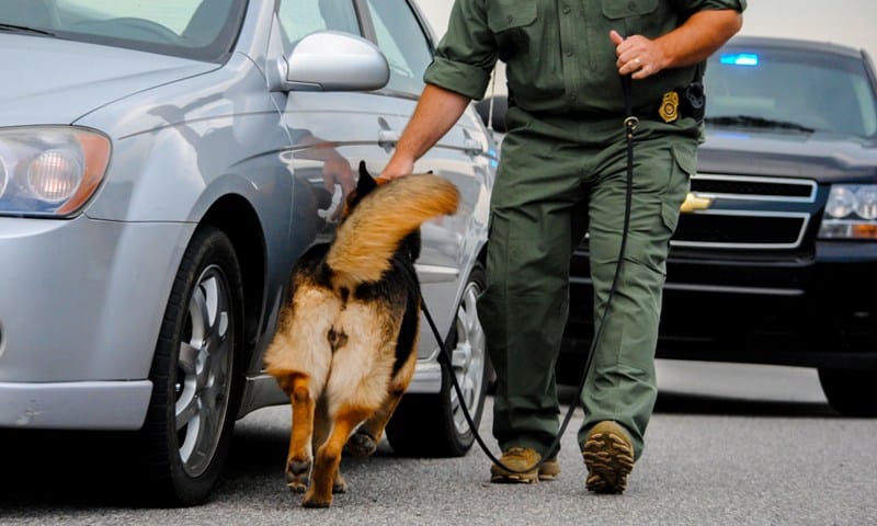 Learn to Be a Detection Dog Trainer | Tactical Police K9 Training
