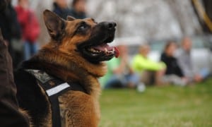 Police K9 Dog Handler Courses - K9 Handler School Training