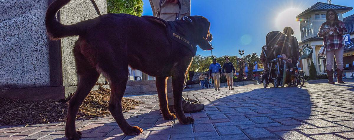 EPIC - Explosive Plume Interdiction Canine, The Gold Standard in K9 ...