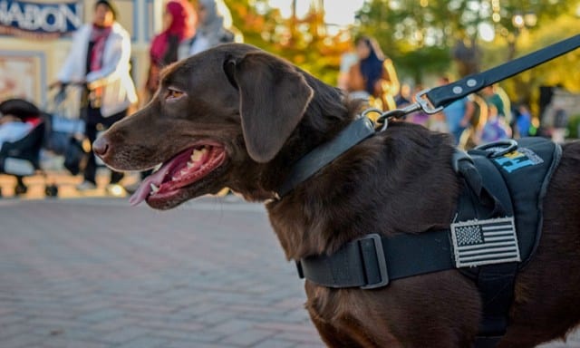 EPIC - Explosive Plume Interdiction Canine, The Gold Standard in K9 ...