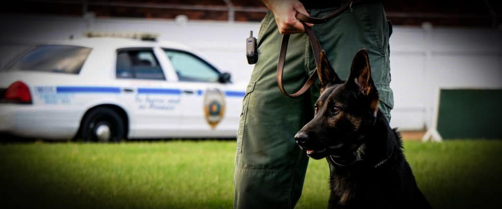 How To Identify A Change Of Behavior (COB) In Your Detection Dog ...