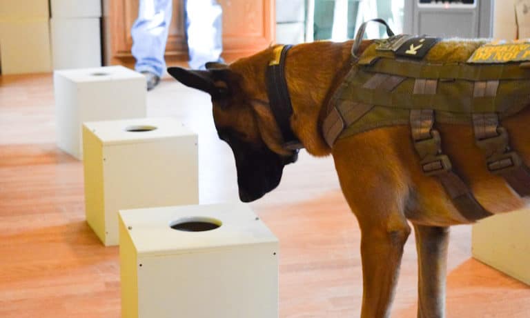 Why Is The Belgian Malinois Used As A Police & Military Working Dog ...