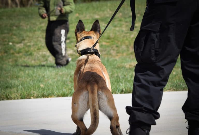 Scenario-based Police K9 Training | Tactical Police K9 Training
