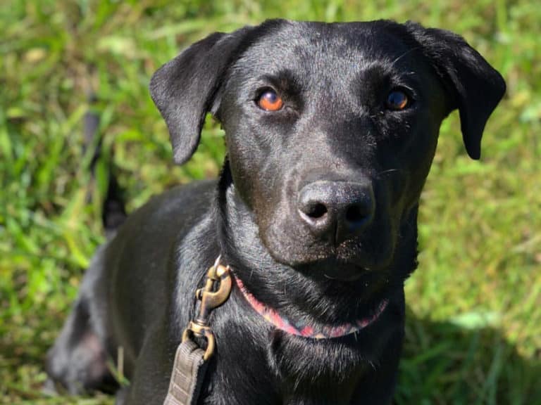 Cadaver Dogs | Tactical Police K9 Training