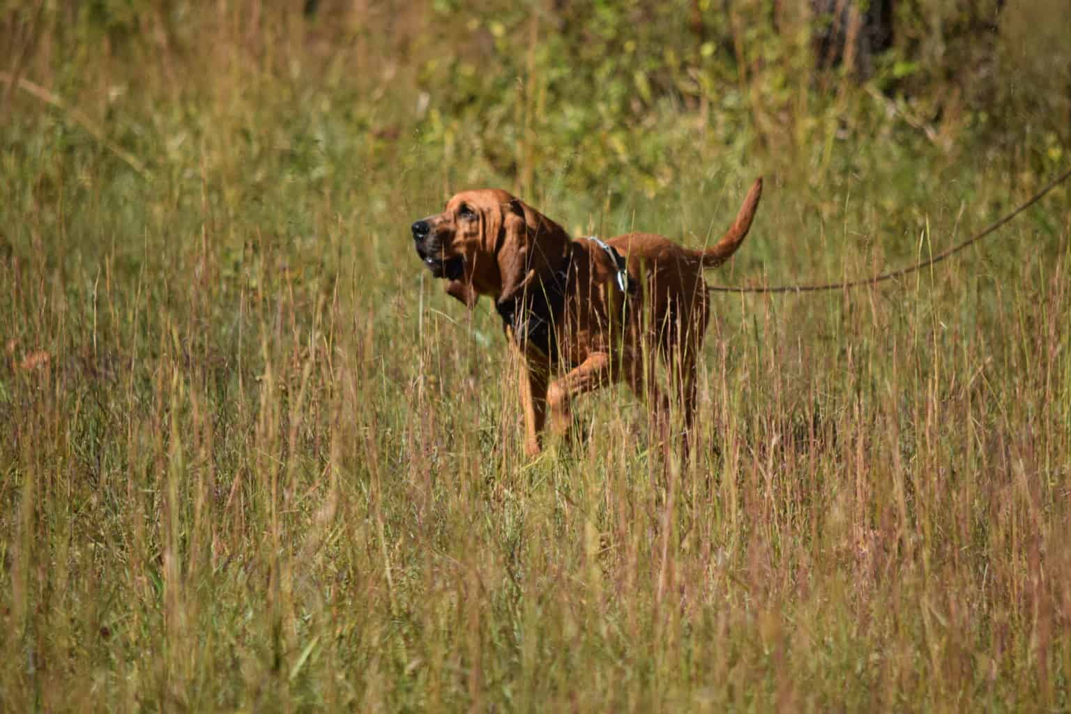 Why Is The Belgian Malinois Used As A Police & Military Working Dog ...