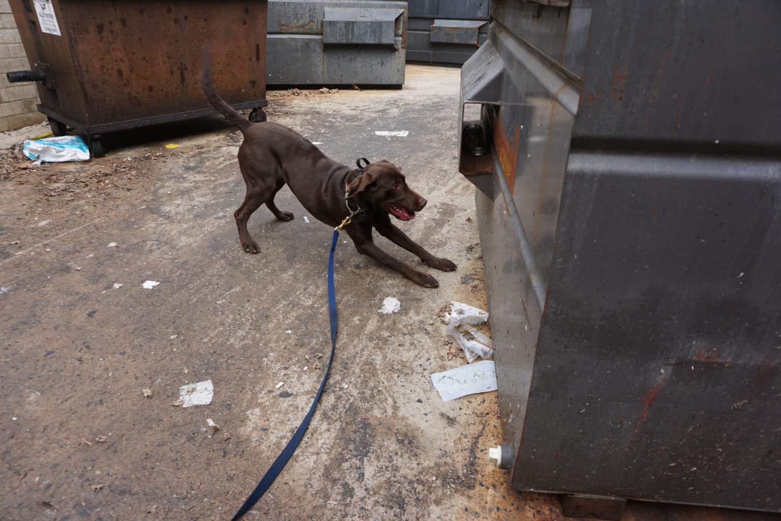 Start To Finish: Training A Successful Drug Detection Dog | Tactical ...