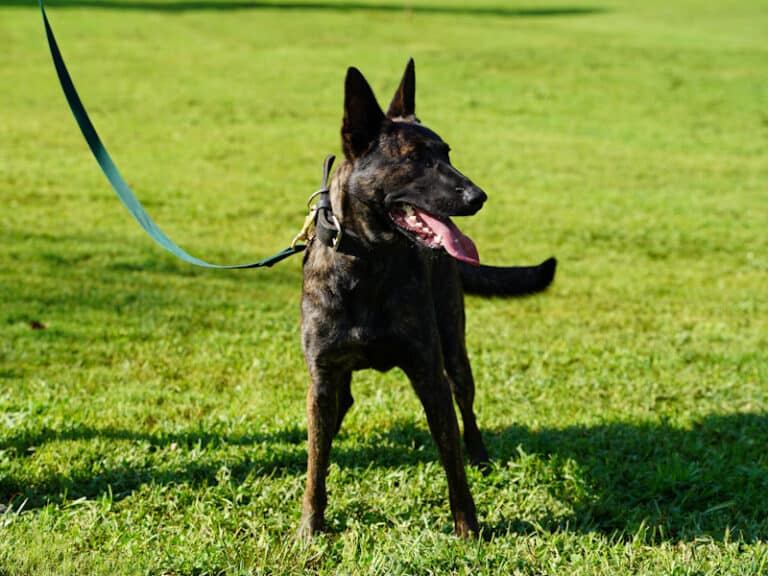 Police Dogs for Sale | Police & Military K9 Sales and Training