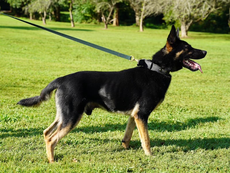 Police Dogs for Sale | Police & Military K9 Sales and Training