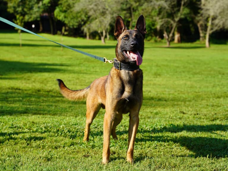 Police Dogs for Sale | Police & Military K9 Sales and Training