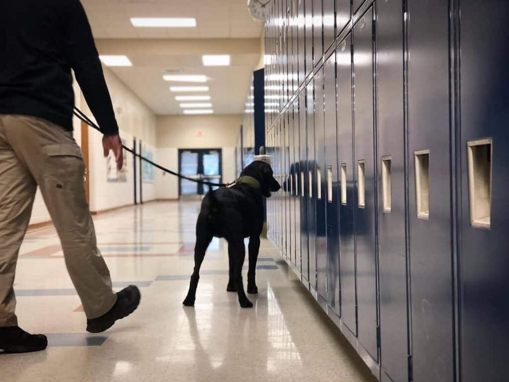 Start To Finish: Training A Successful Drug Detection Dog | Tactical ...