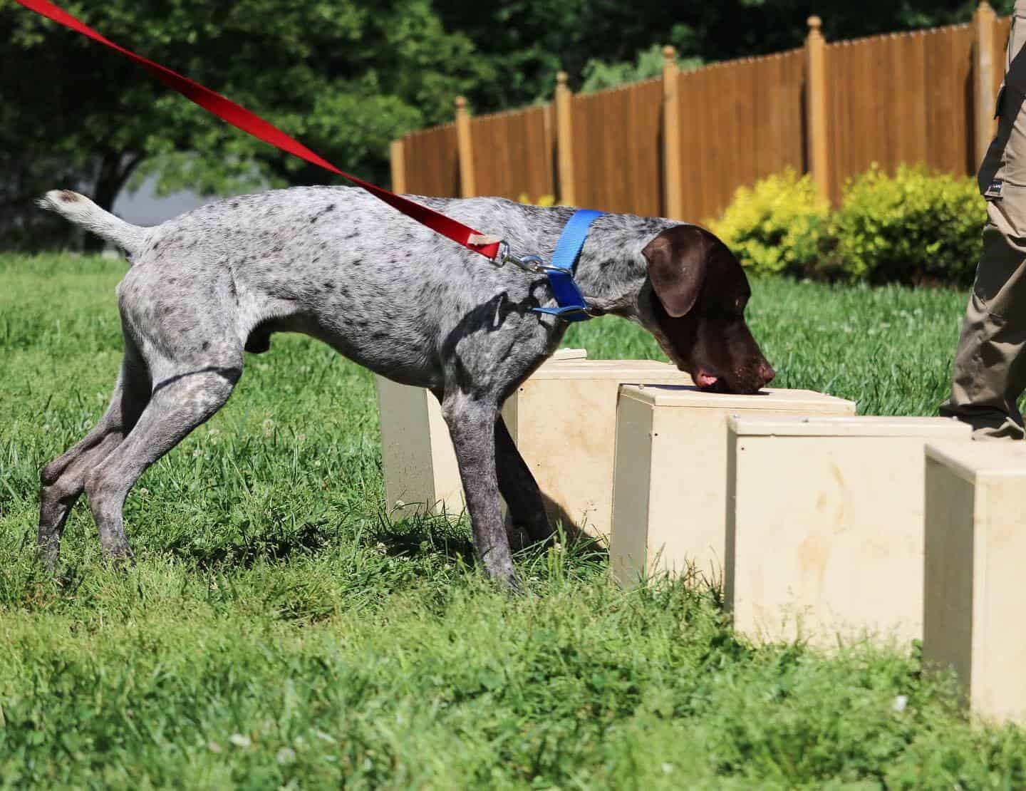 How To Identify A Change Of Behavior (COB) In Your Detection Dog ...