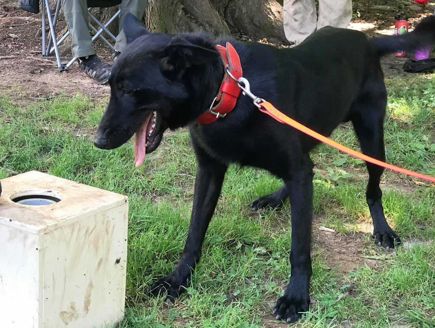 How To Identify A Change Of Behavior (COB) In Your Detection Dog ...