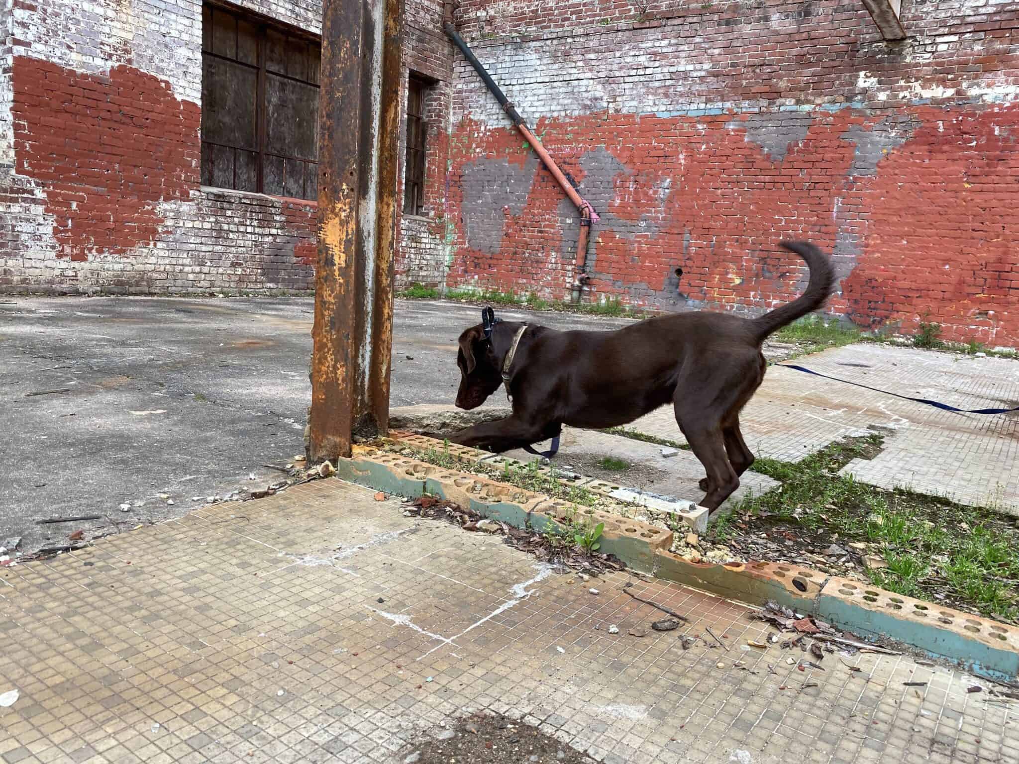 Why Are Labrador Retrievers Used As Working Dogs? | Tactical Police K9 ...