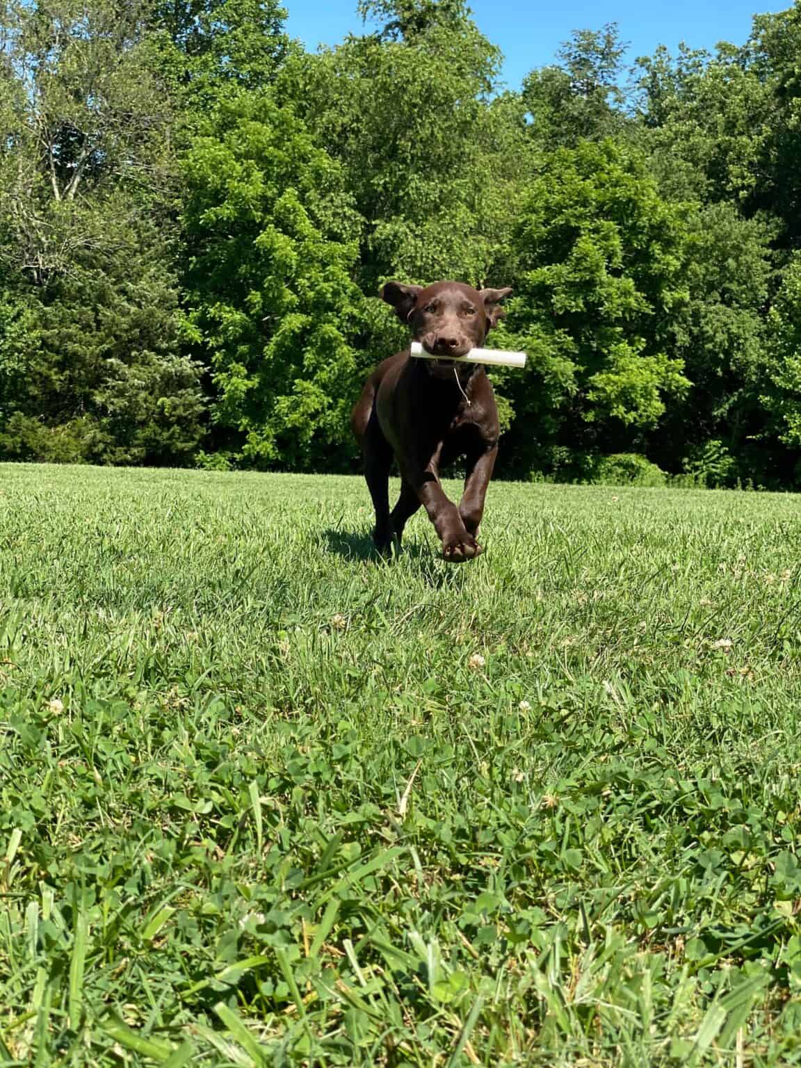 Why Are Labrador Retrievers Used As Working Dogs? | Tactical Police K9 ...