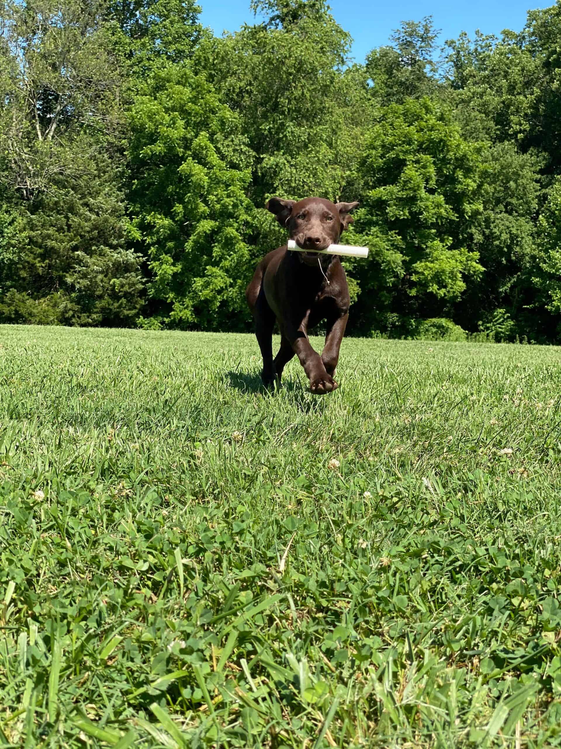 Why Are Labrador Retrievers Used As Working Dogs? | Tactical Police K9 ...