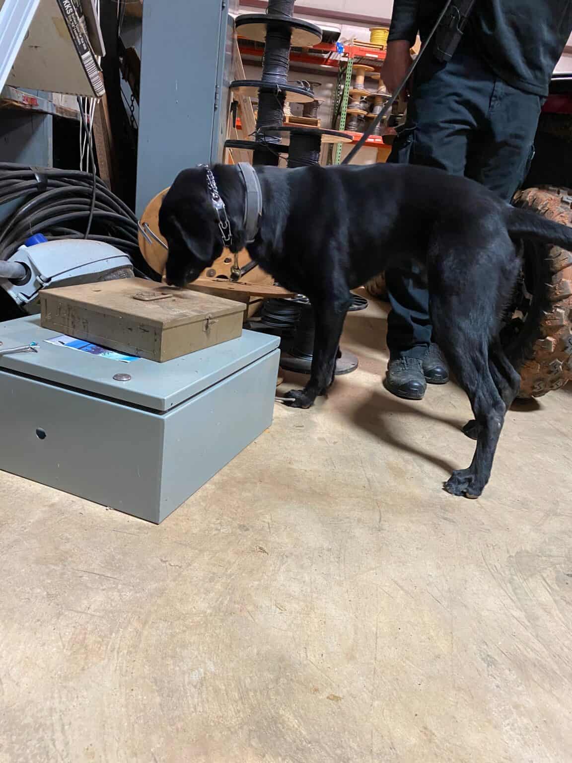 Why Are Labrador Retrievers Used As Working Dogs? | Tactical Police K9 ...