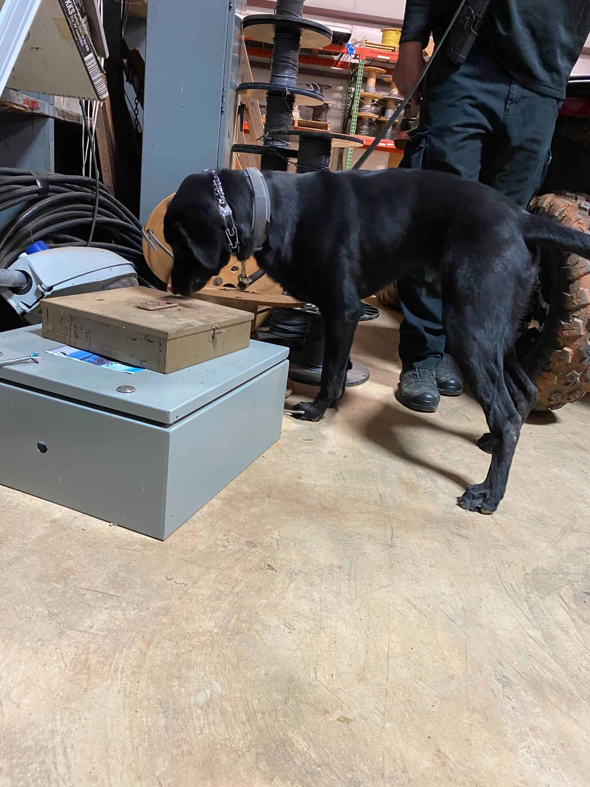 Why Are Labrador Retrievers Used As Working Dogs? | Tactical Police K9 ...