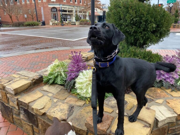 Why Are Labrador Retrievers Used As Working Dogs? | Tactical Police K9 ...