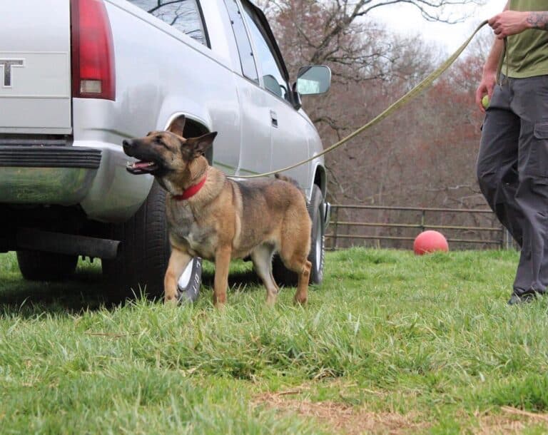 10 Popular Dog Breeds Used In Police K9 Work | Tactical Police K9 Training
