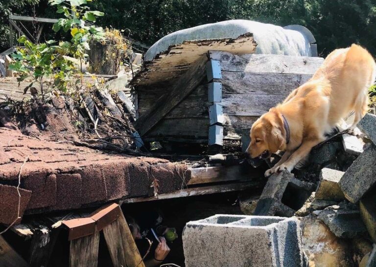 How Do Search And Rescue Dogs Locate Victims Of Disasters? | Tactical ...