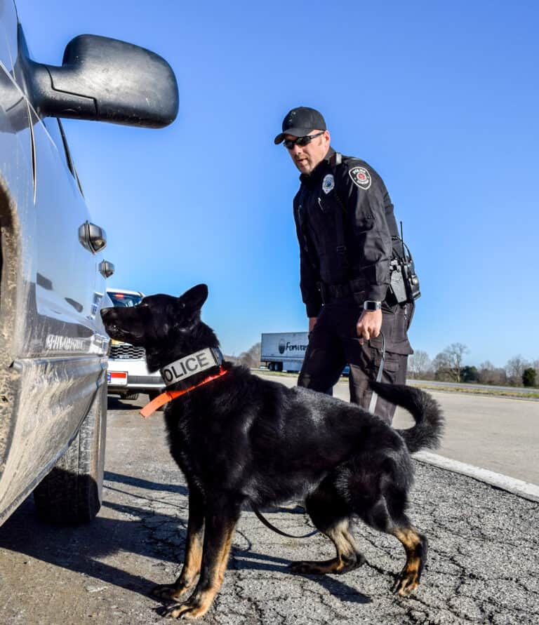 Drug Detection Dogs | Tactical Police K9 Training