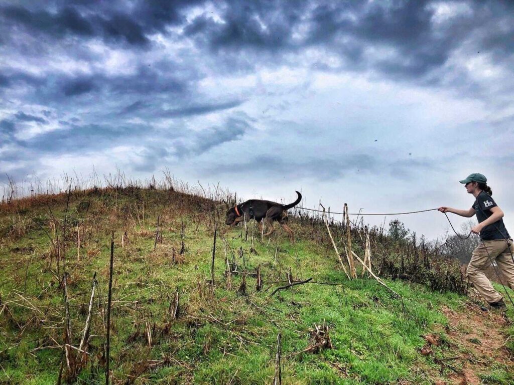 The Importance Of Teaching Scent Discrimination To A Trailing Dog ...