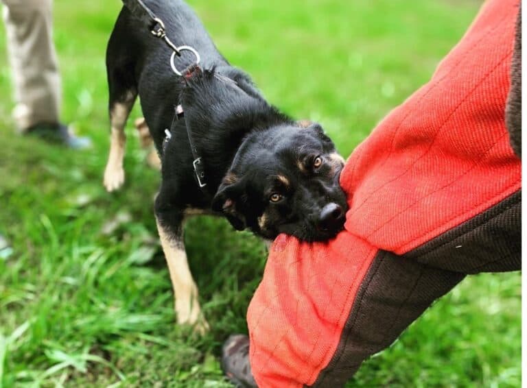 Start To Finish: Training A Successful Drug Detection Dog | Tactical ...