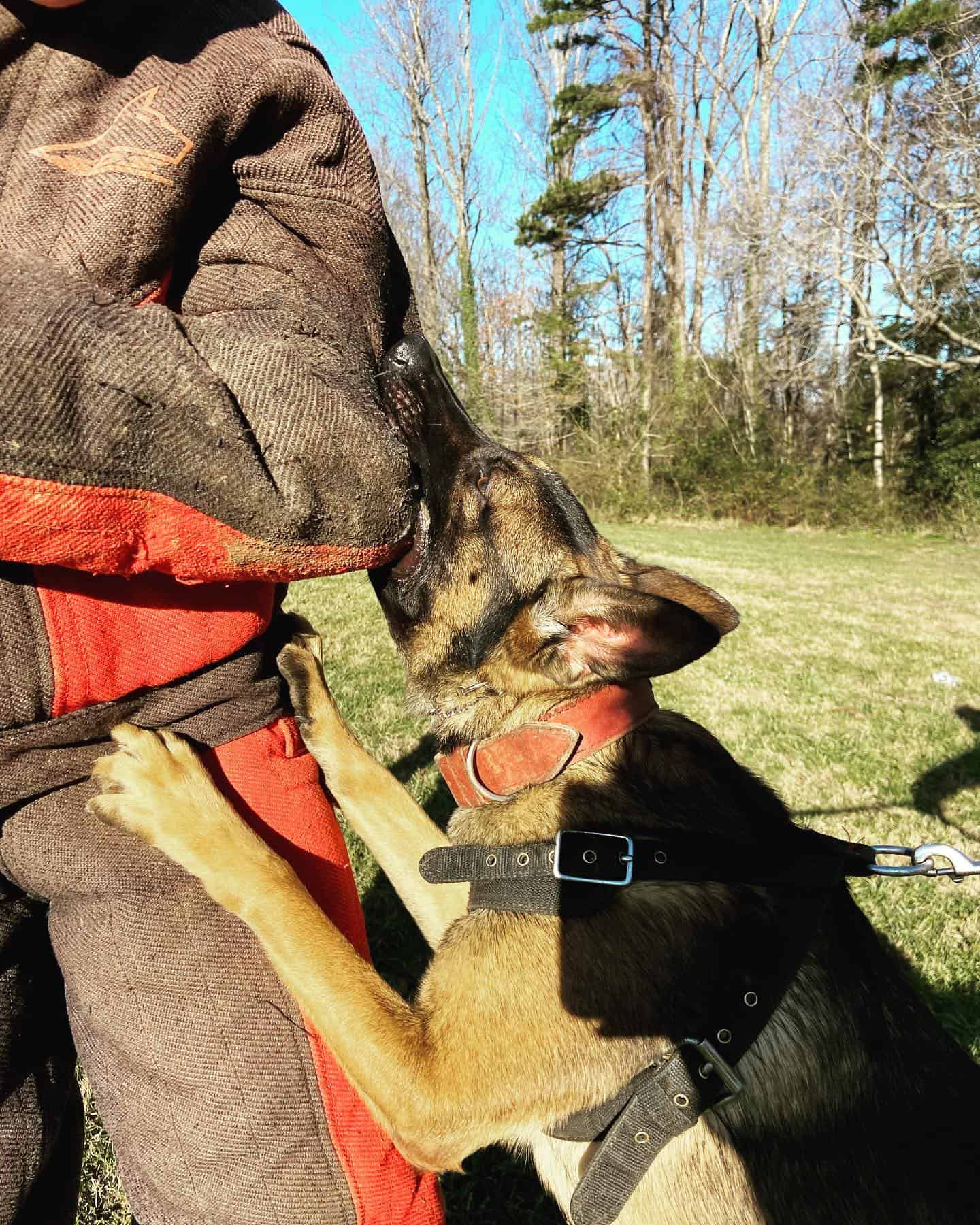 Teaching Apprehension K9s To Target: All You Need To Know | Tactical ...