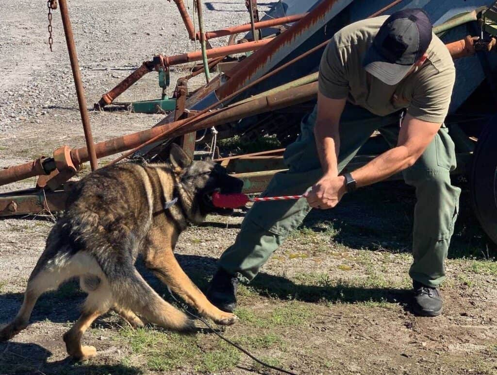 10 Popular Dog Breeds Used In Police K9 Work | Tactical Police K9 Training