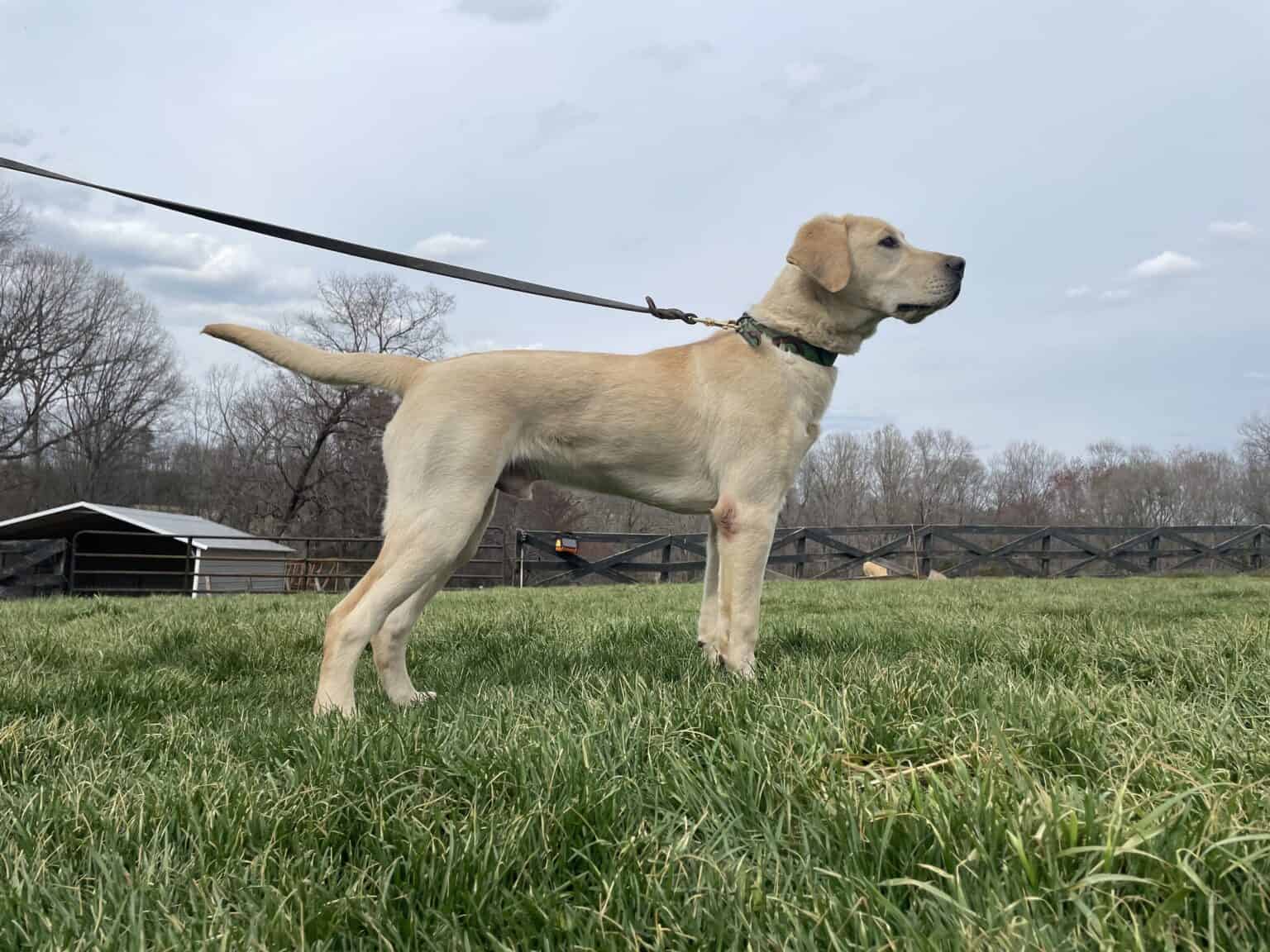 Police Dogs for Sale | Police & Military K9 Sales and Training