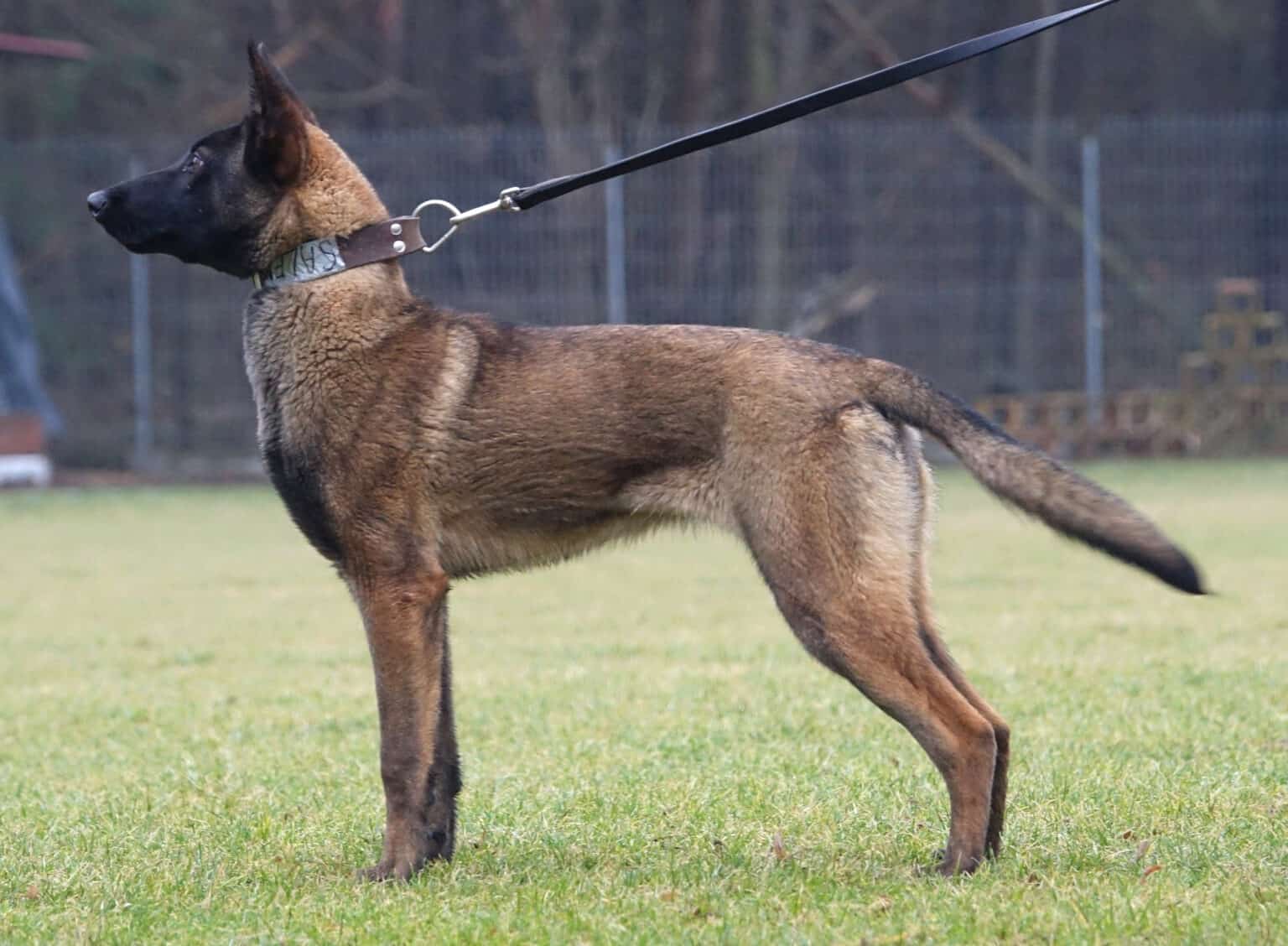 Police Dogs for Sale | Tactical Police K9 Training