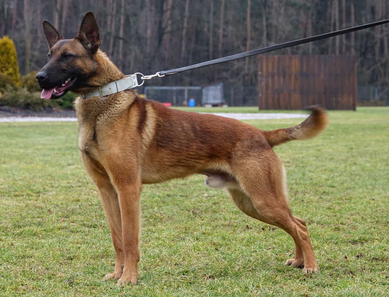 Police Dogs for Sale | Police & Military K9 Sales and Training