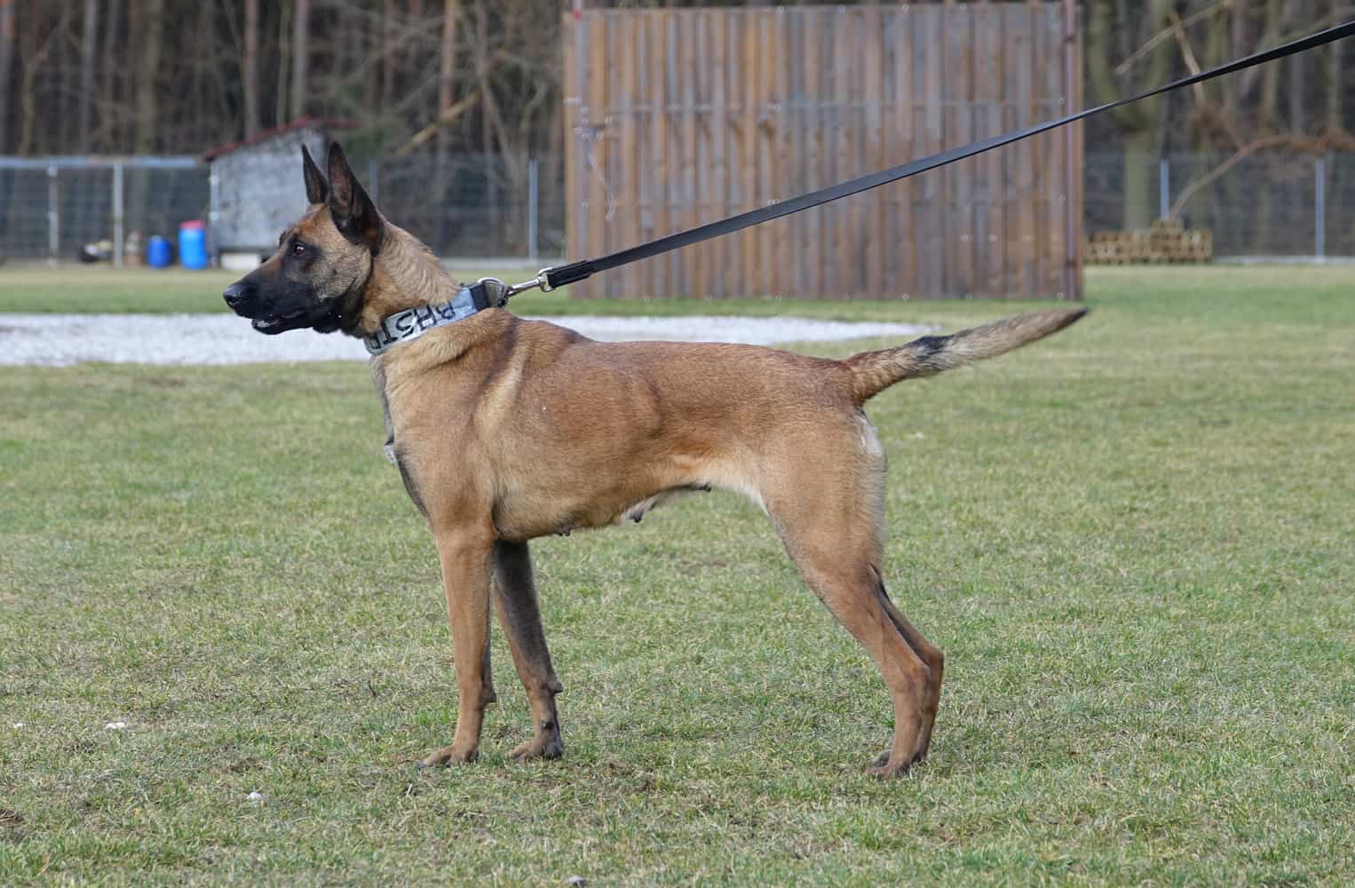 Police Dogs for Sale | Police & Military K9 Sales and Training