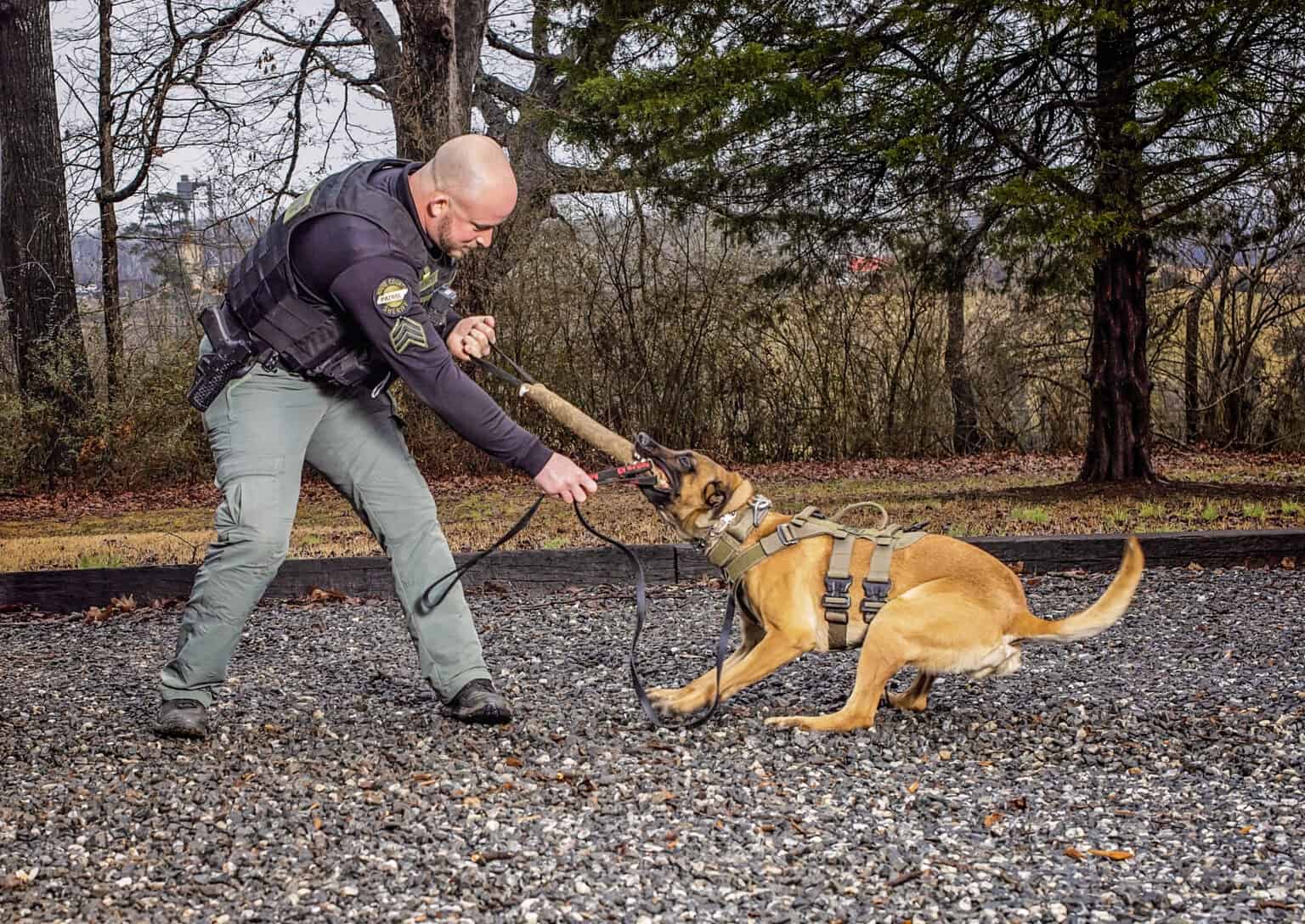 How To Become A Police K9 Handler | Tactical Police K9 Training