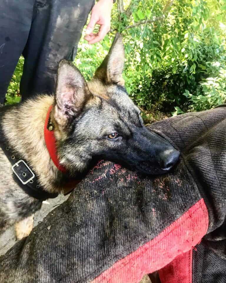 Why Are German Shepherds Used As Police And Military Dogs? | Tactical ...