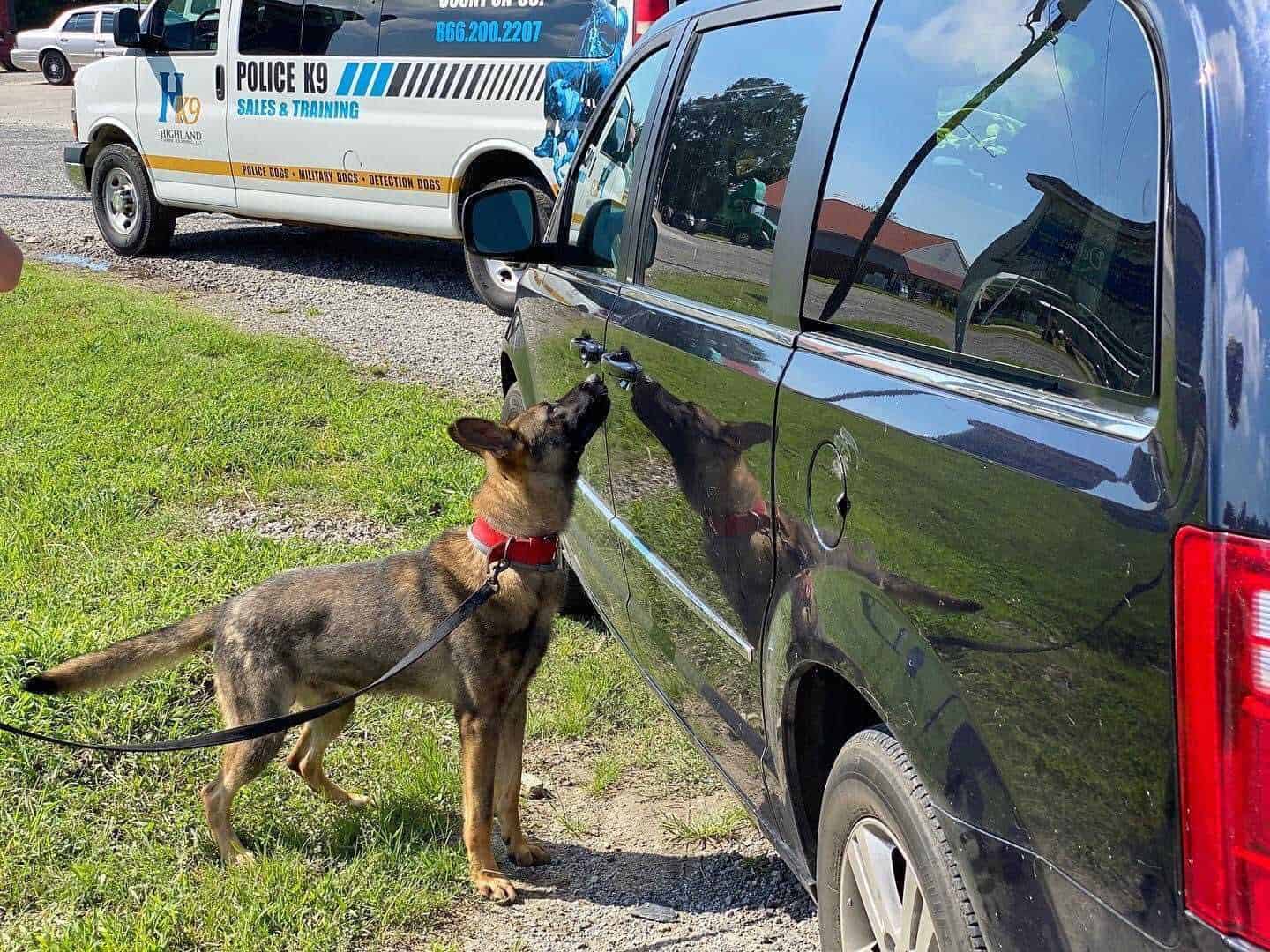 Why Are German Shepherds Used As Police And Military Dogs? | Tactical ...