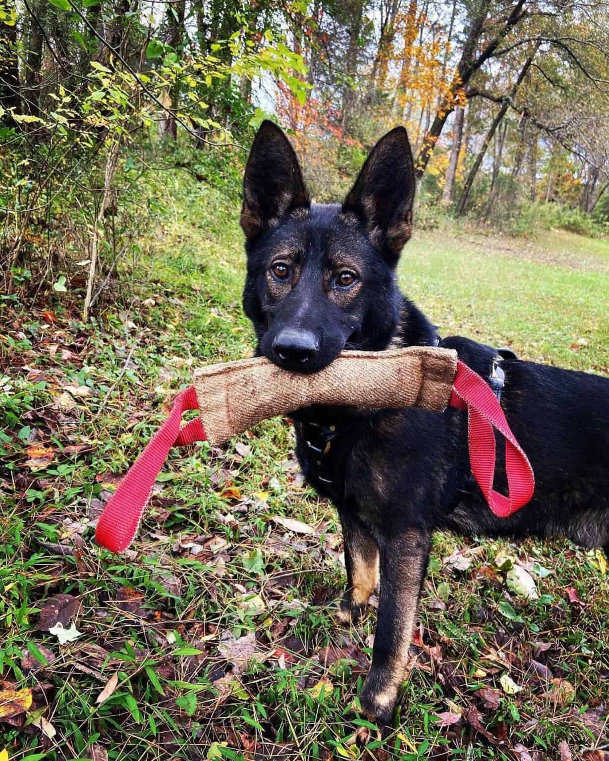 Why Are German Shepherds Used As Police And Military Dogs? | Tactical ...