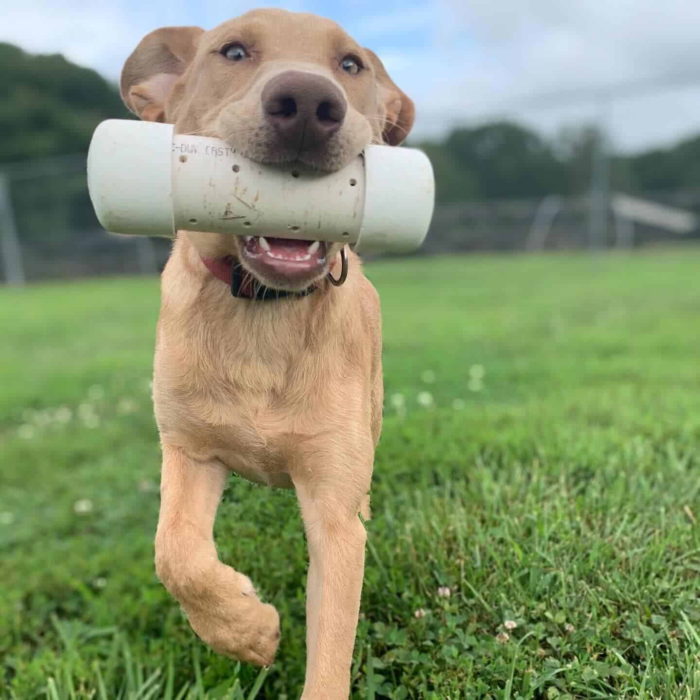 Start To Finish: Training A Successful Drug Detection Dog | Tactical ...