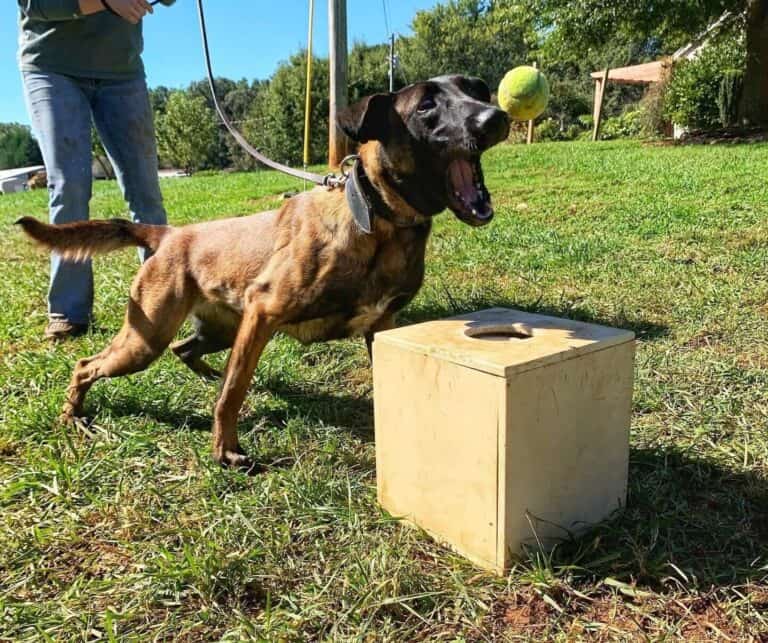 Start To Finish: Training A Successful Drug Detection Dog | Tactical ...