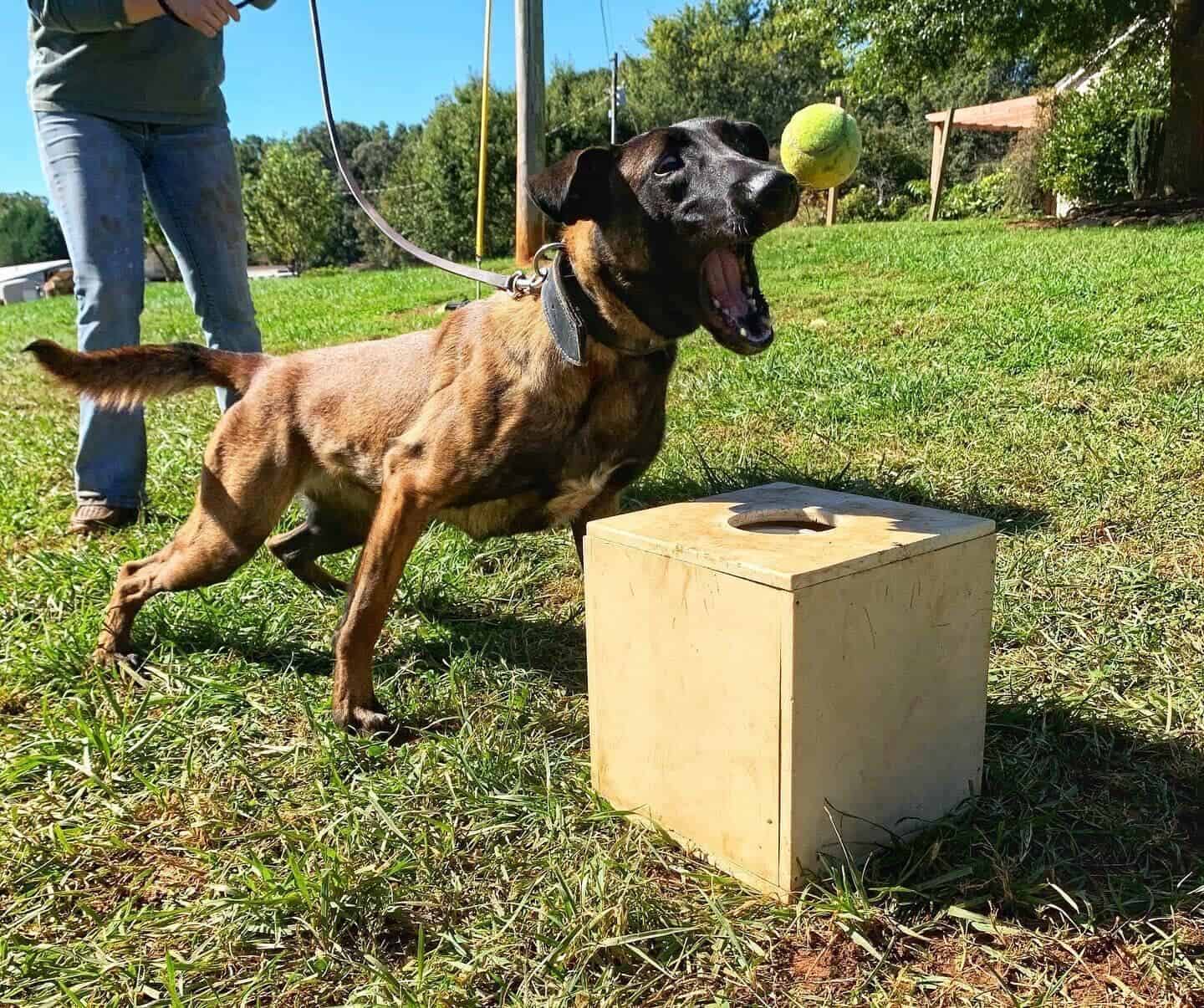 Start To Finish: Training A Successful Drug Detection Dog | Tactical ...