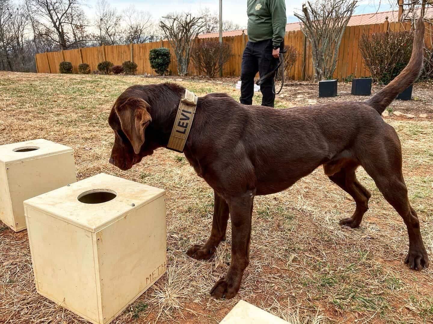 How To Train A Dog To Search For Drugs
