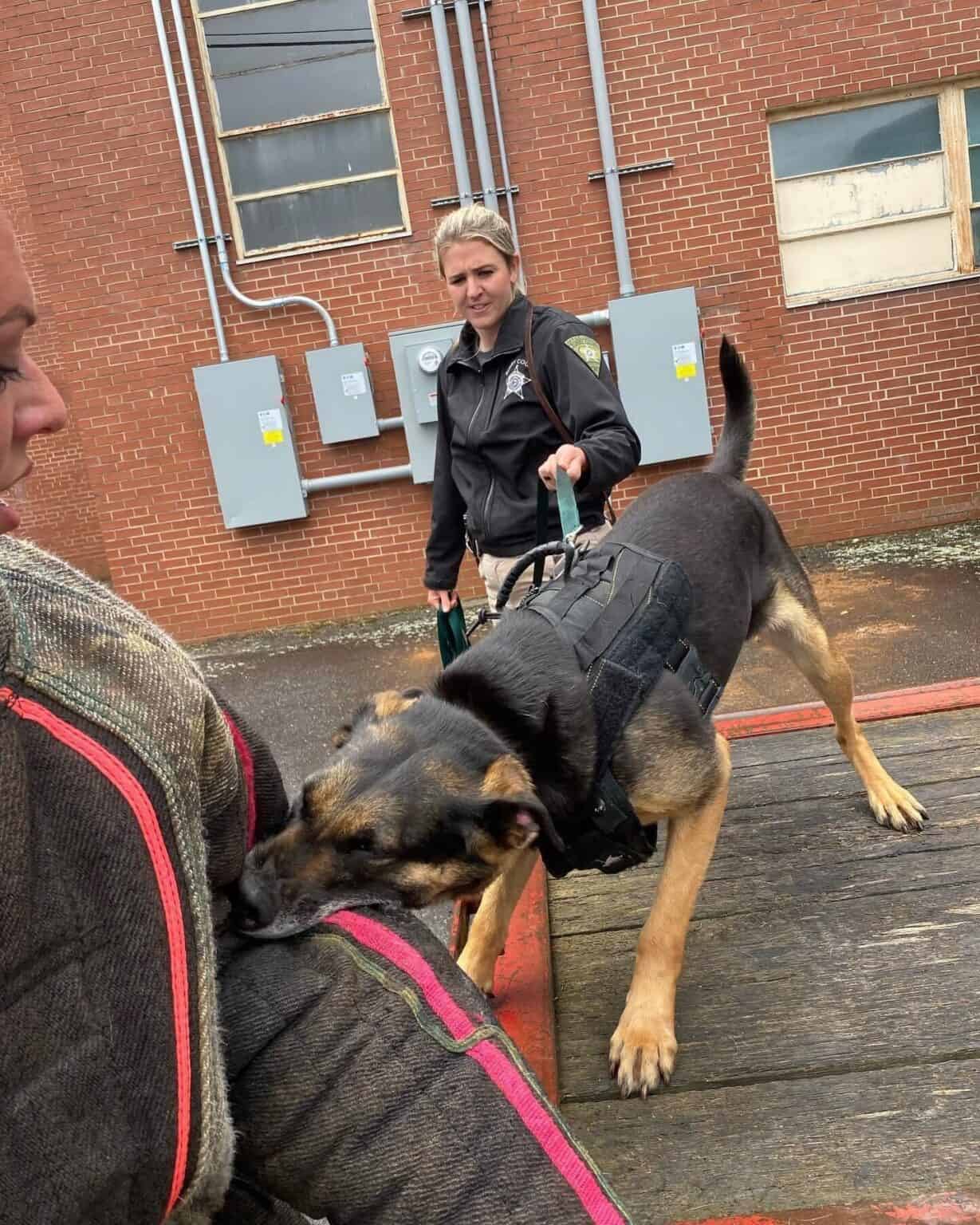 Seven Ways A Patrol Dog Can Benefit A Police Department | Tactical ...