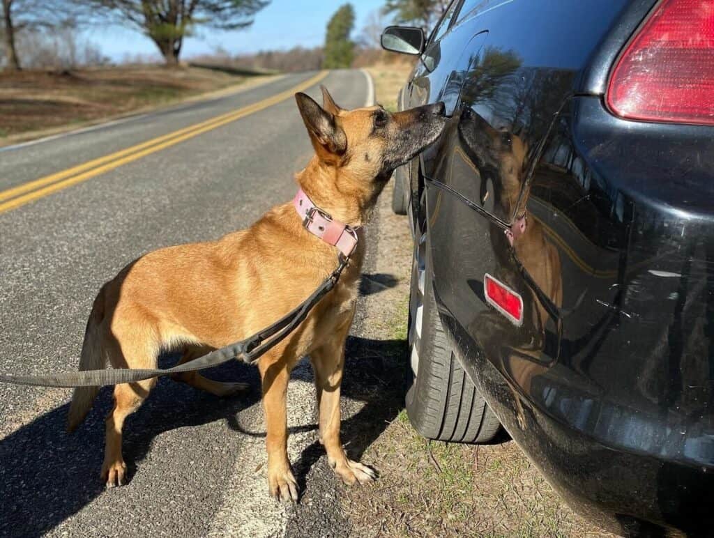 Start To Finish: Training A Successful Drug Detection Dog | Tactical ...